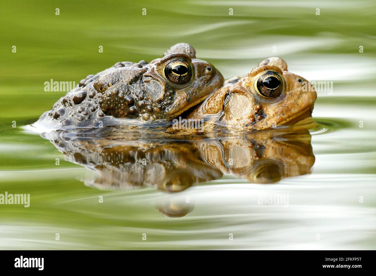 Mating East American Toads in Ohio, USA Stock Photo - Alamy