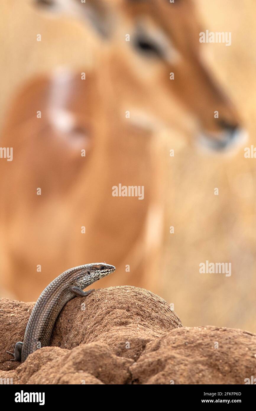 Short-necked Skink on a termite mound with an Impala in he background ...