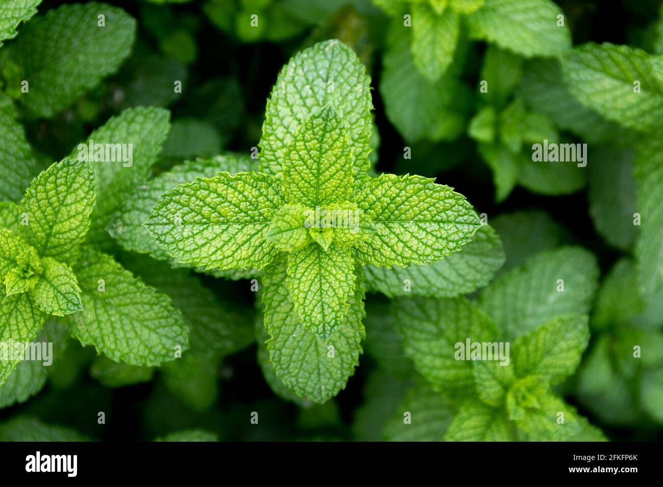 Mint plant growing in garden Stock Photo - Alamy