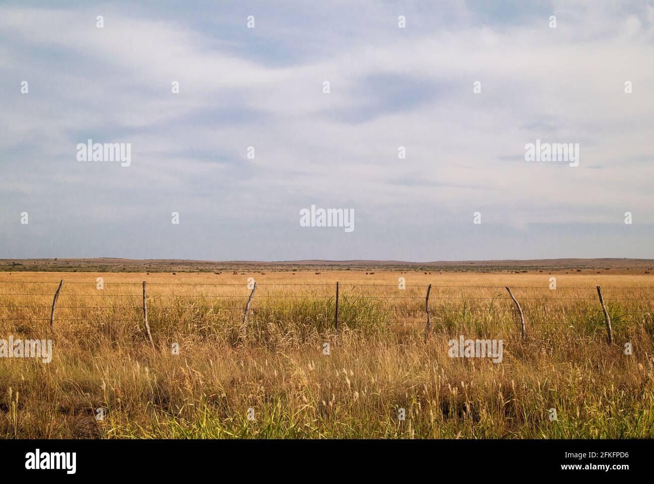 Grass Field in the Midwest of the USA Stock Photo - Alamy