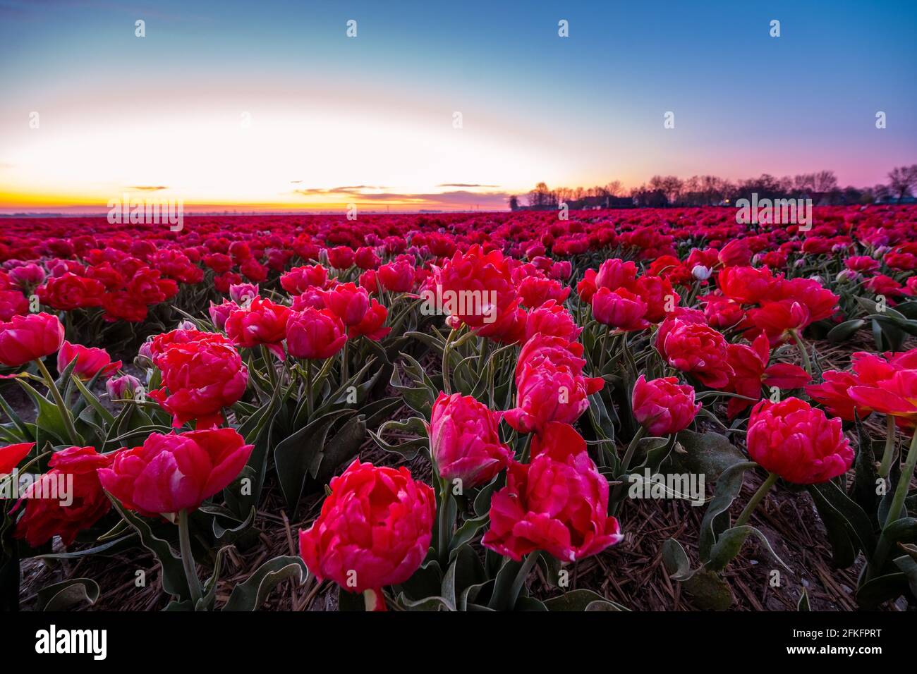 Tulip field in The Netherlands, colorful tulip fields in Flevoland ...