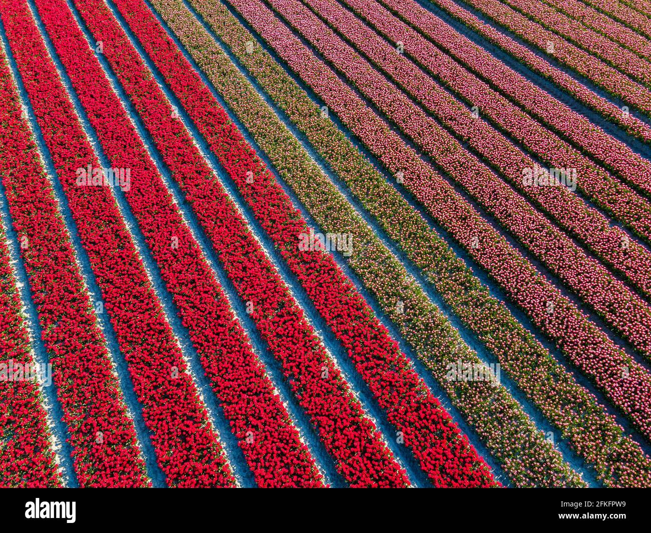 Tulip field in The Netherlands, colorful tulip fields in Flevoland ...