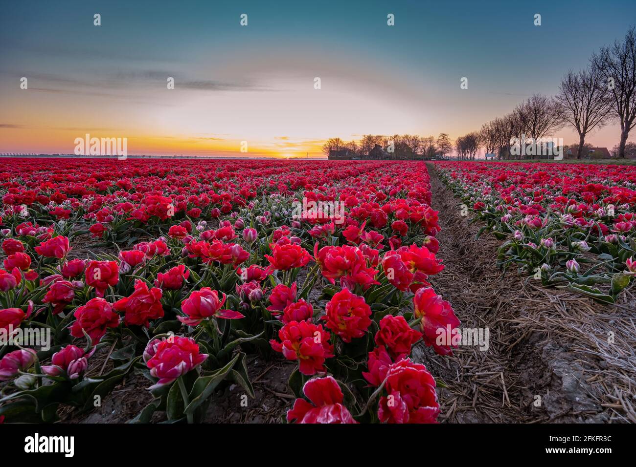Tulip field in The Netherlands, colorful tulip fields in Flevoland ...