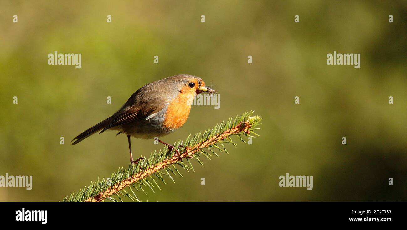 Photographing robin hi-res stock photography and images - Alamy
