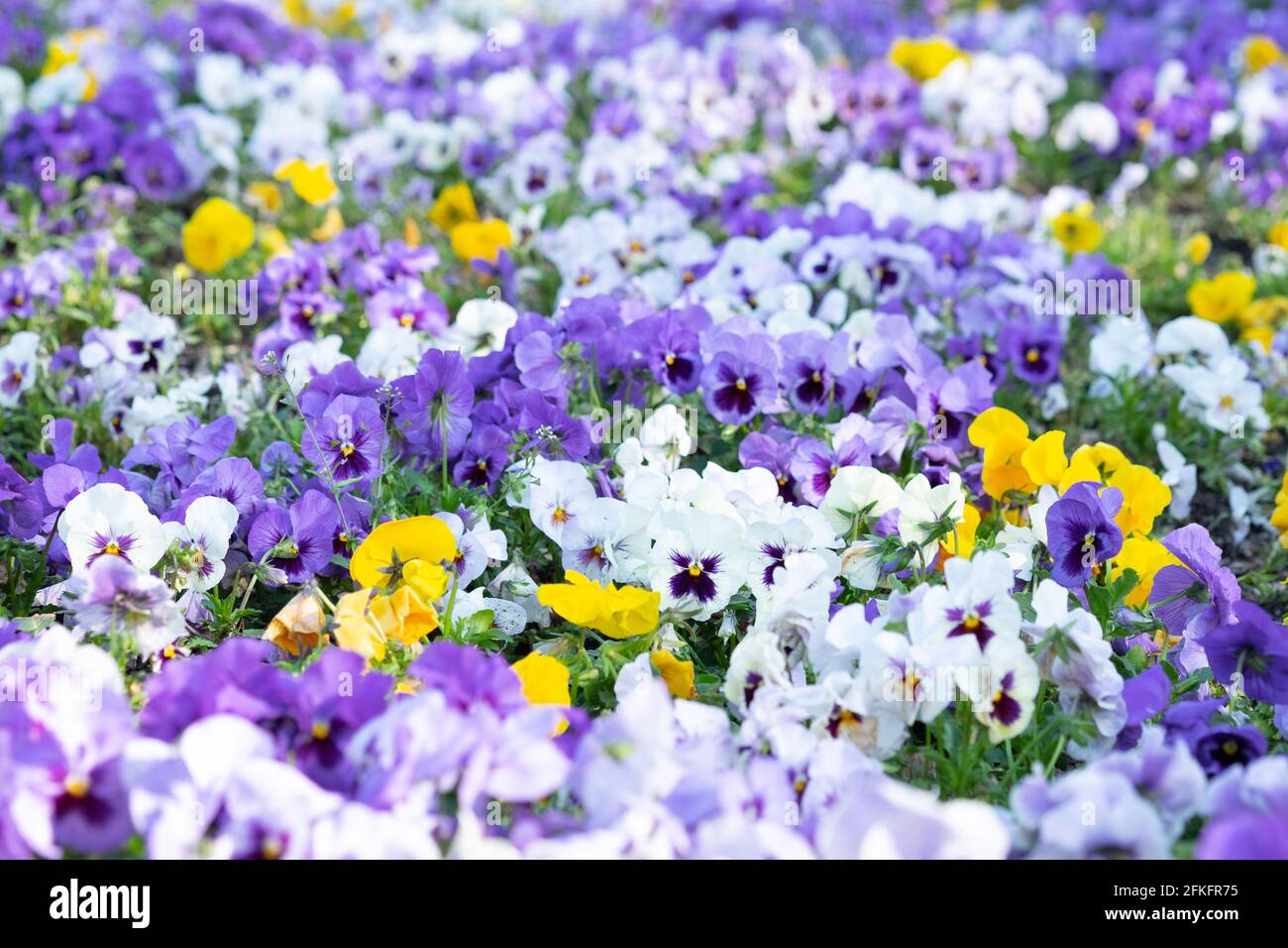 Flowers with different colors in close-up view Stock Photo - Alamy