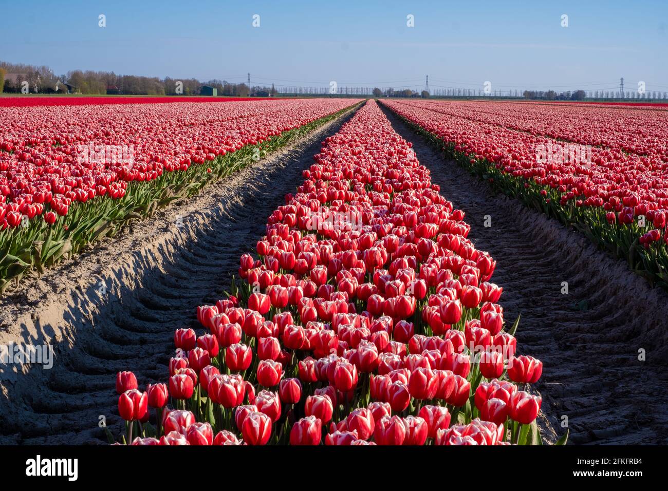Tulip field in The Netherlands, colorful tulip fields in Flevoland ...