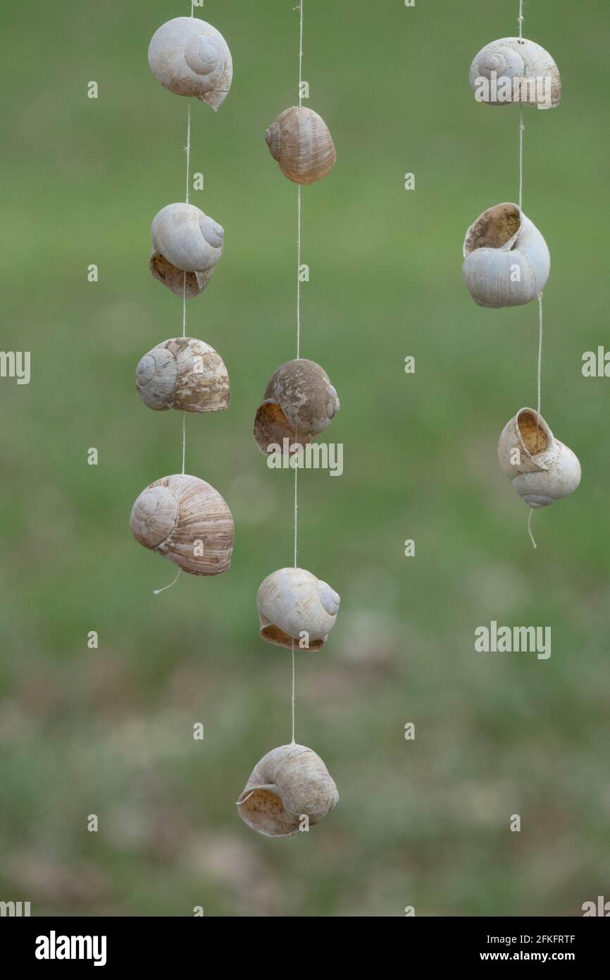 Conch snails hanging on a string Stock Photo - Alamy
