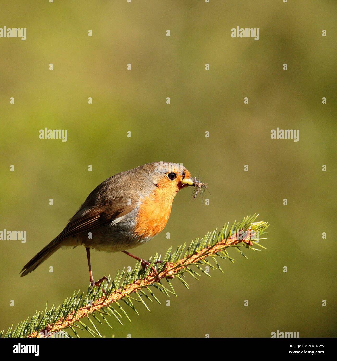 Photographing robin hi-res stock photography and images - Alamy
