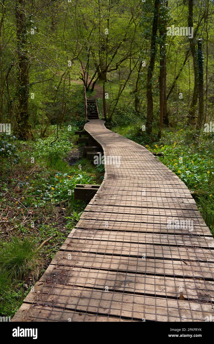 A boardwalk through the Coed y Bedw ancient woodland nature reserve in ...