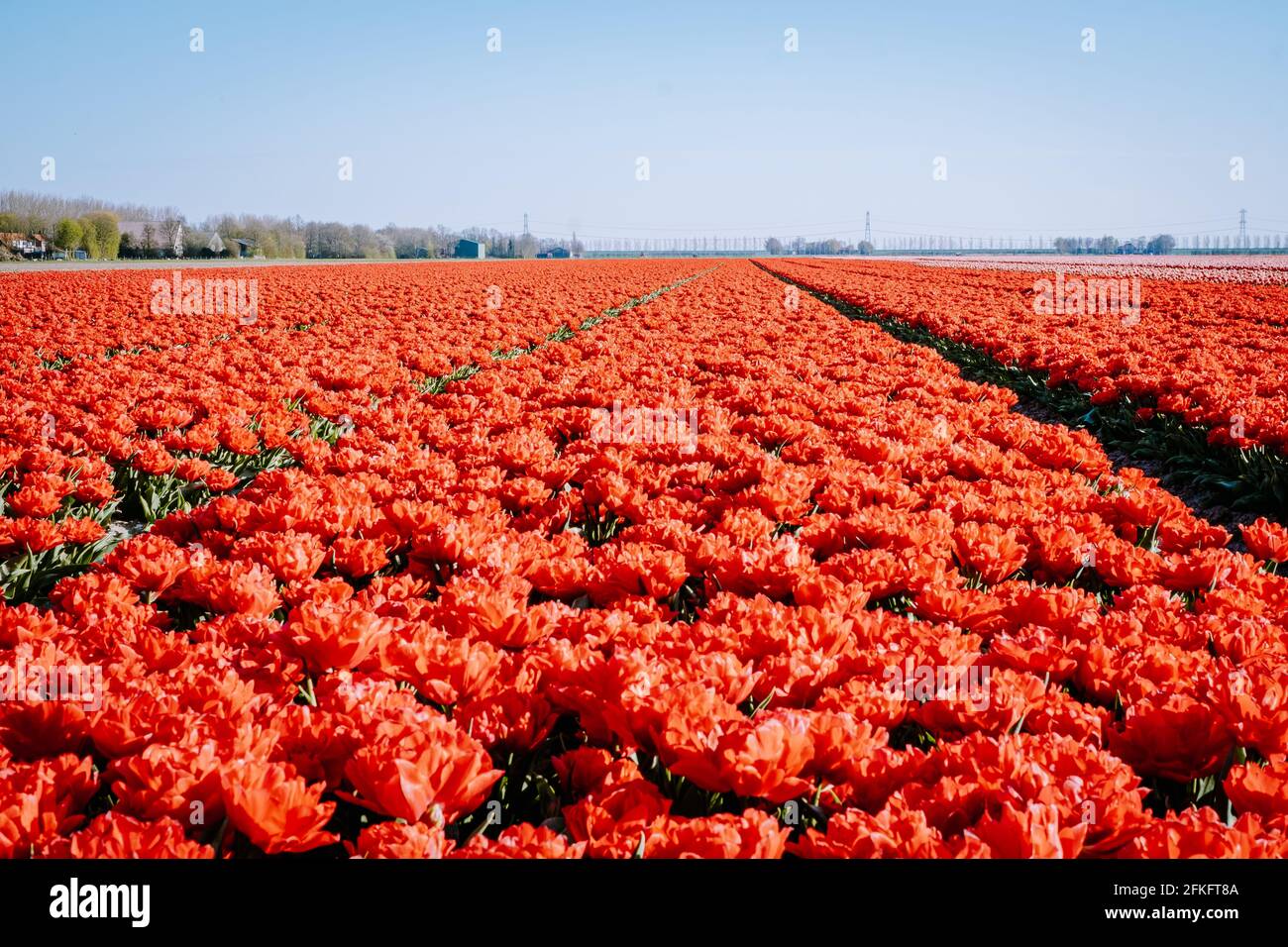 Tulip field in The Netherlands, colorful tulip fields in Flevoland ...