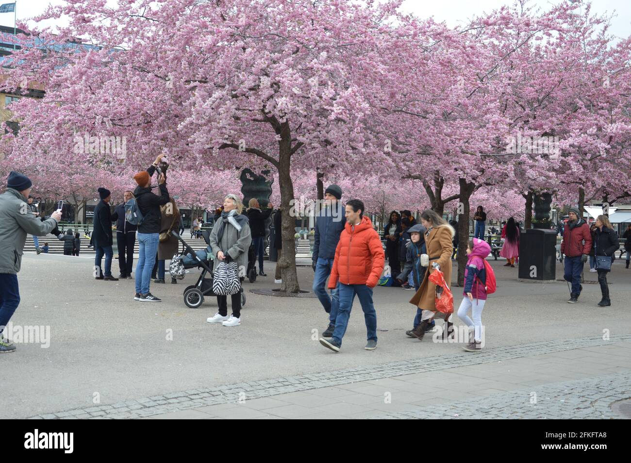 Cherry blossoms in Stockholm, Sweden, 2021 Stock Photo - Alamy