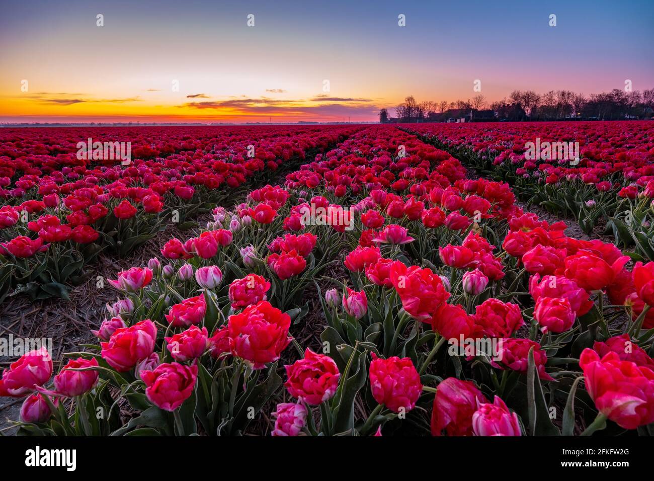 Tulip field in The Netherlands, colorful tulip fields in Flevoland ...