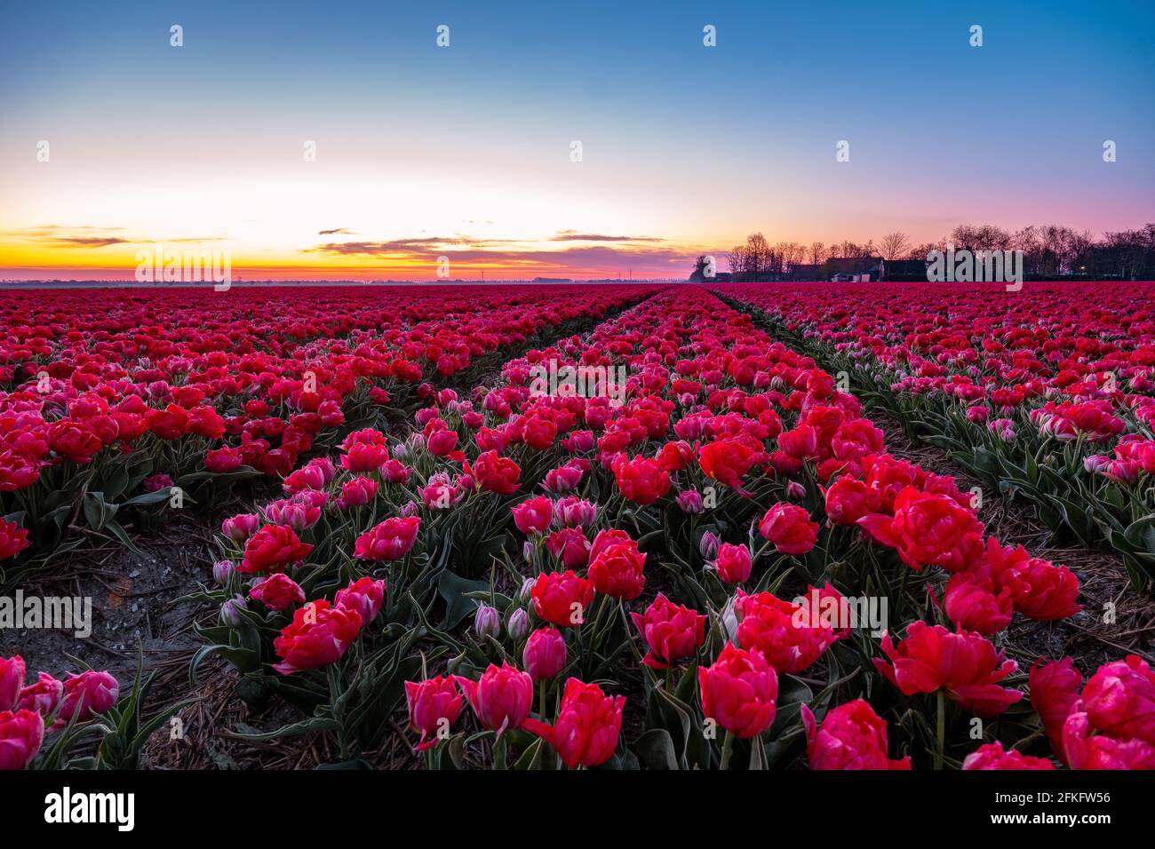 Tulip field in The Netherlands, colorful tulip fields in Flevoland ...