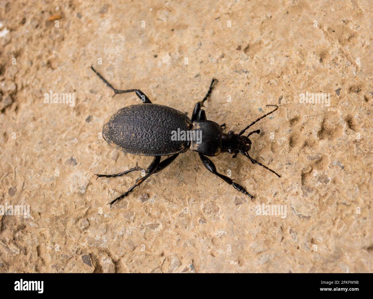 Carabus Gigas, Black beetle Stock Photo - Alamy