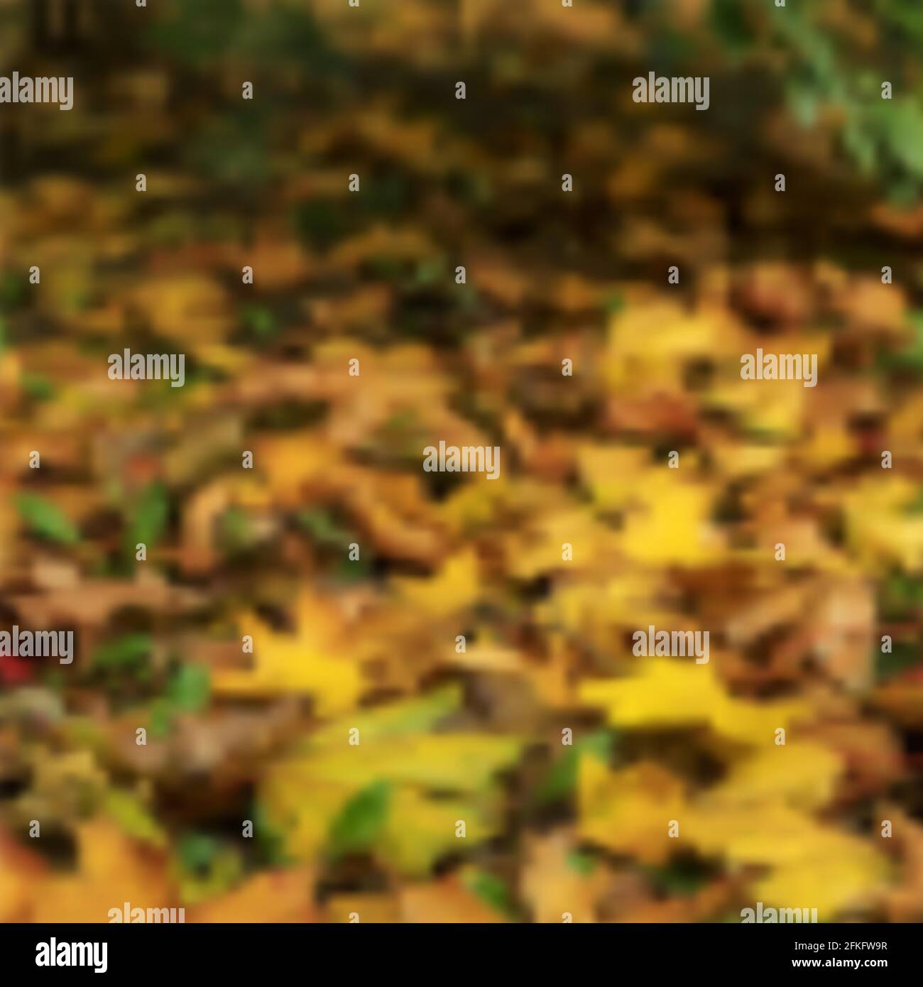 Defocused fallen colorful leaves. Unfocused blur vector illustration ...