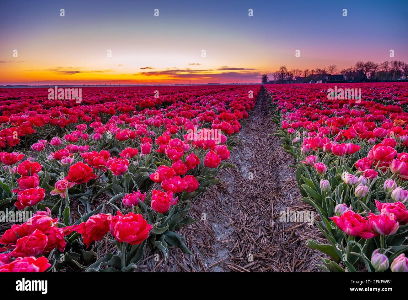Tulip field in The Netherlands, colorful tulip fields in Flevoland ...