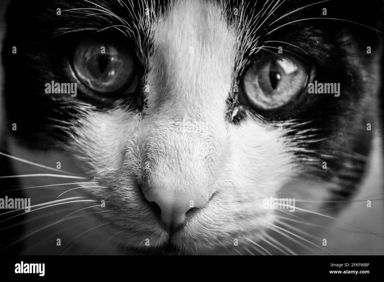Narrow portrait of a young black and white cat in black and white Stock ...