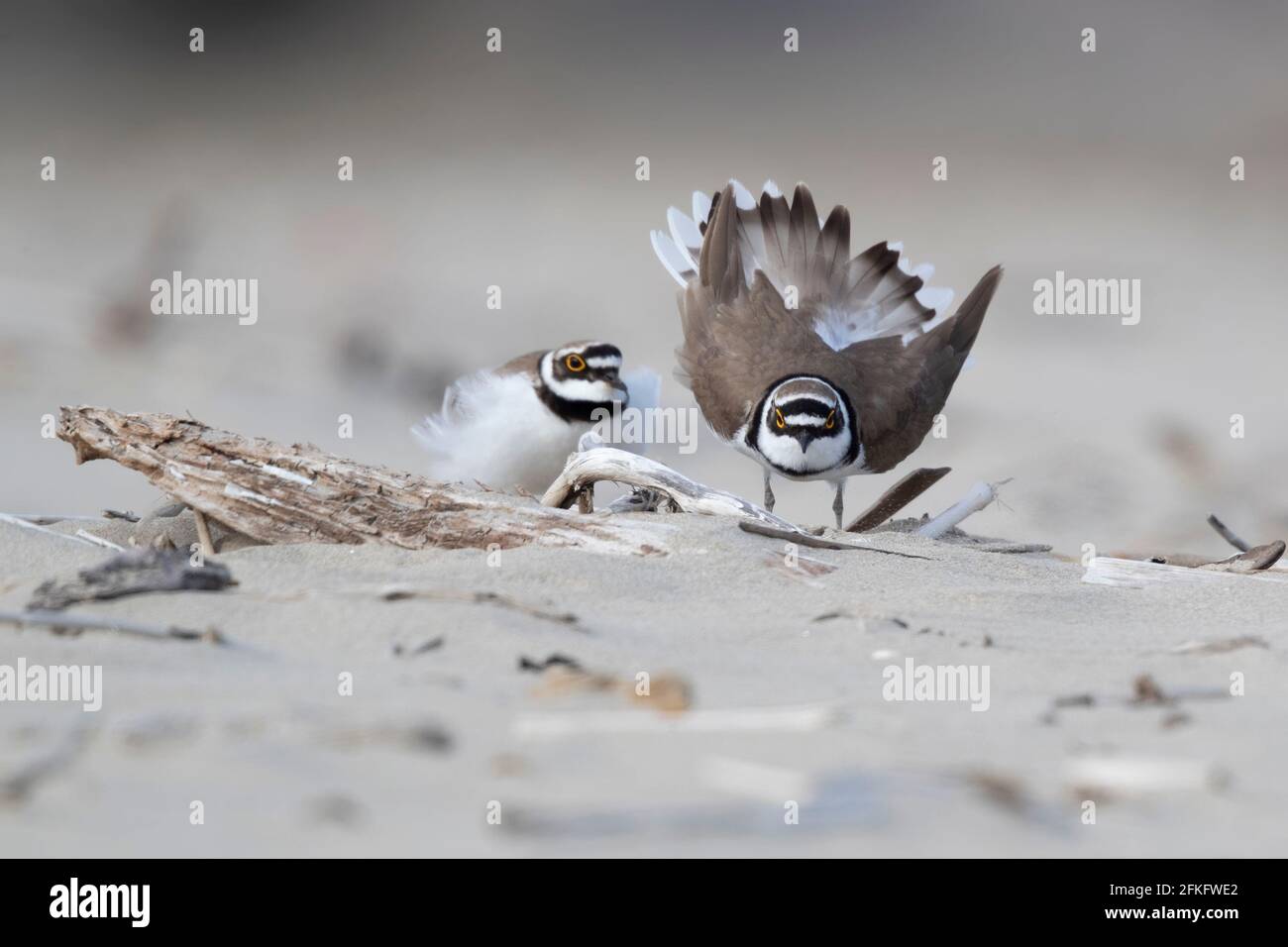 Courtship of little ringed plover on the beach Stock Photo - Alamy