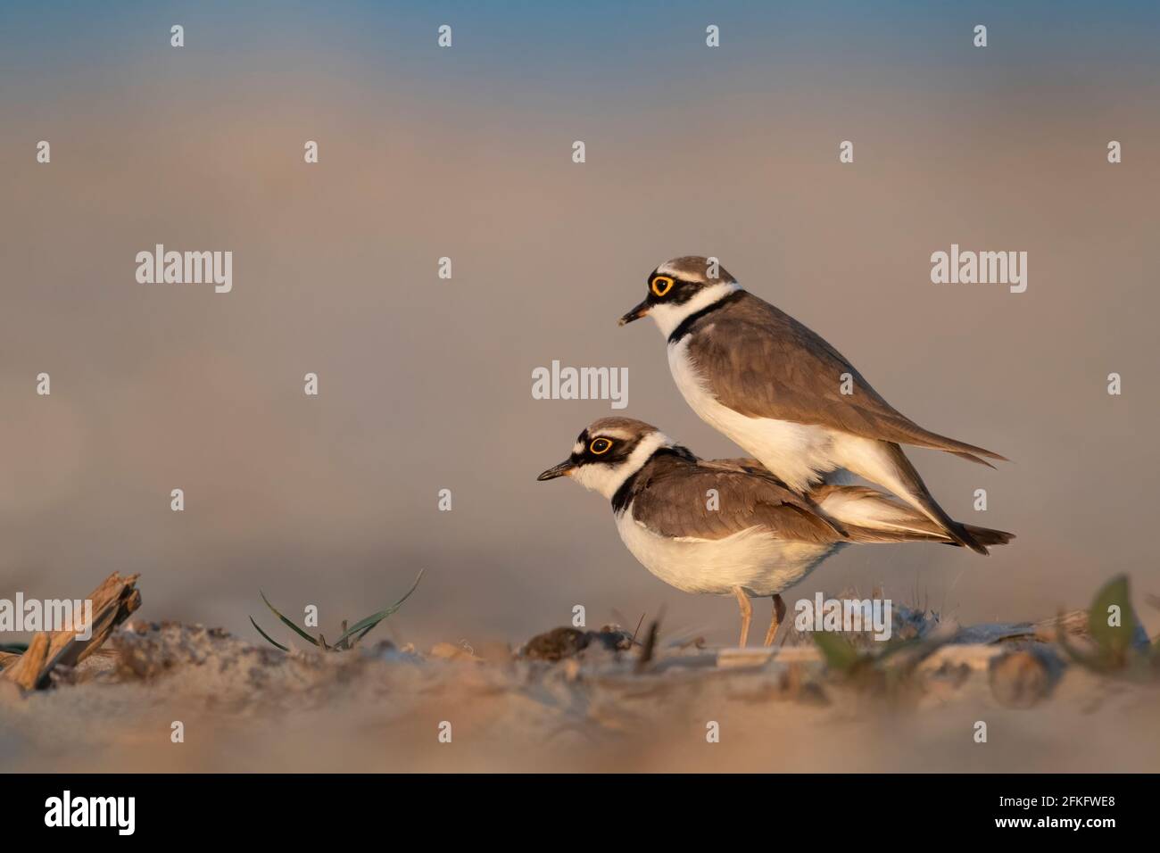 Courtship of little ringed plover on the beach Stock Photo - Alamy