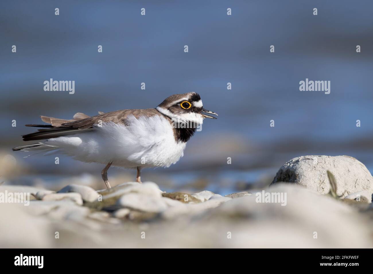 Little Ringed Plover Uk High Resolution Stock Photography and Images ...