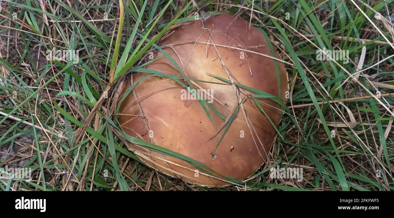 brown-cap mushroom in green grass, top view Stock Photo - Alamy