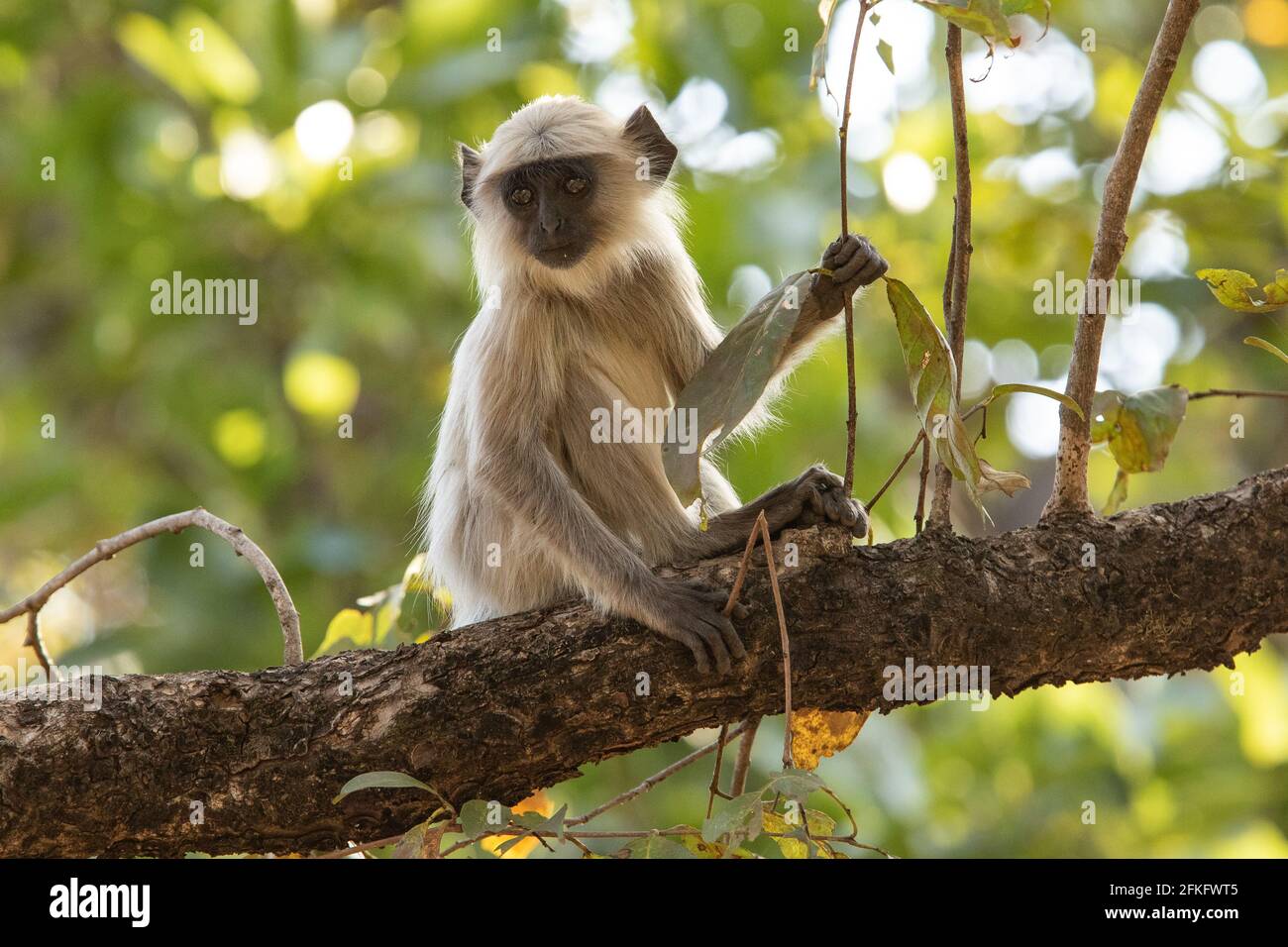 Langur Monkeys in a national park in India Stock Photo - Alamy