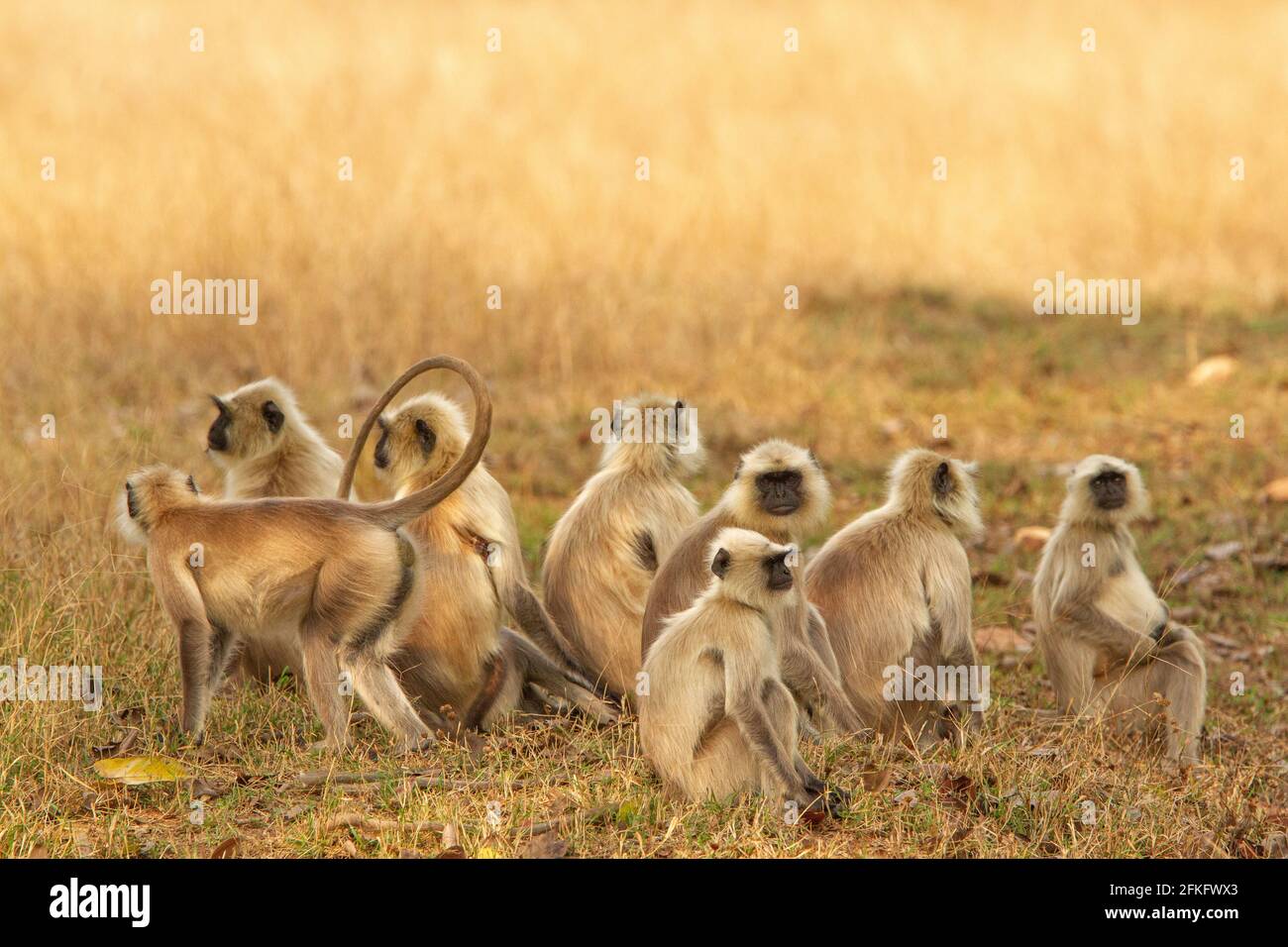 Langur Monkeys in a national park in India Stock Photo - Alamy