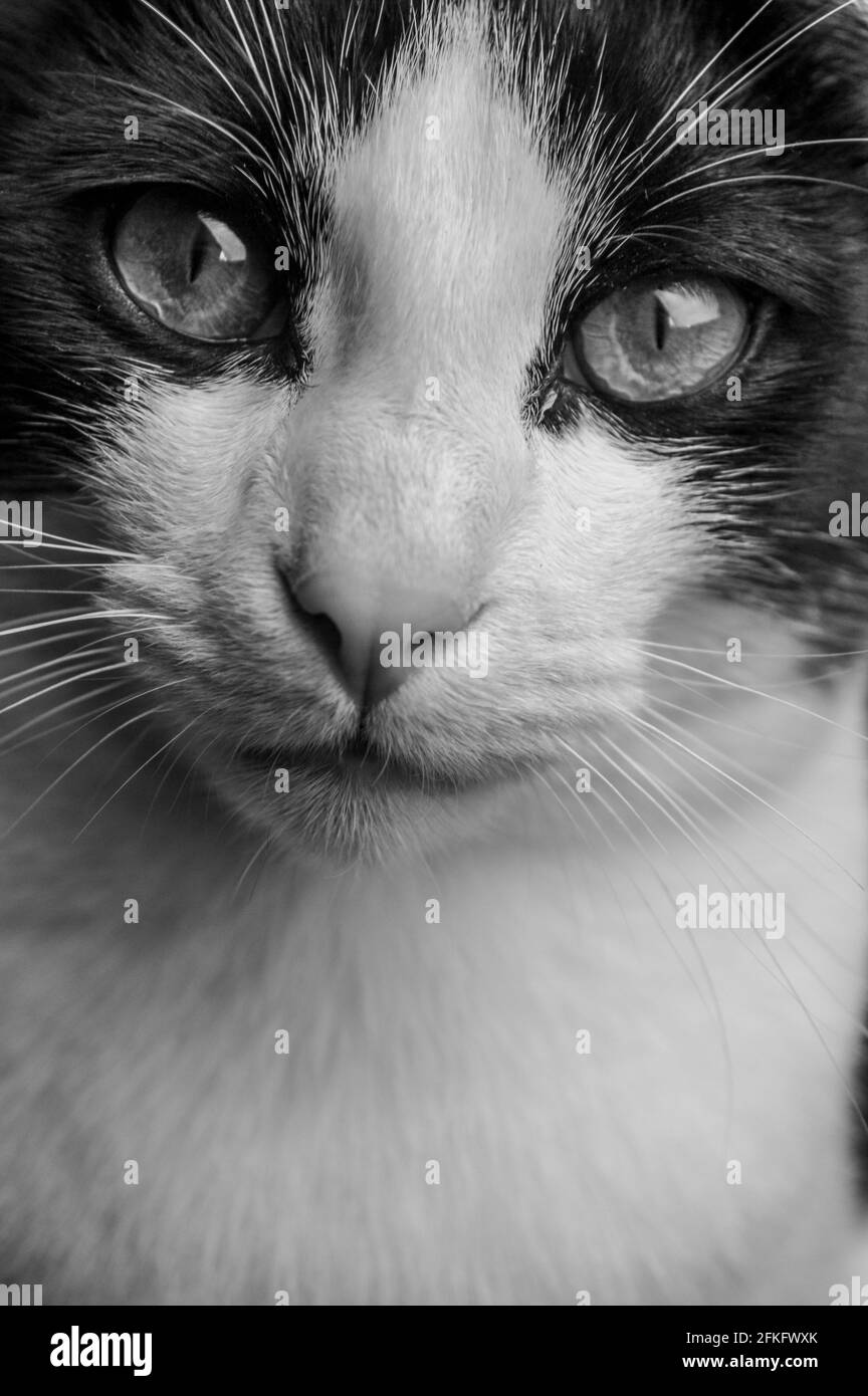 Narrow portrait of a young black and white cat in black and white Stock ...