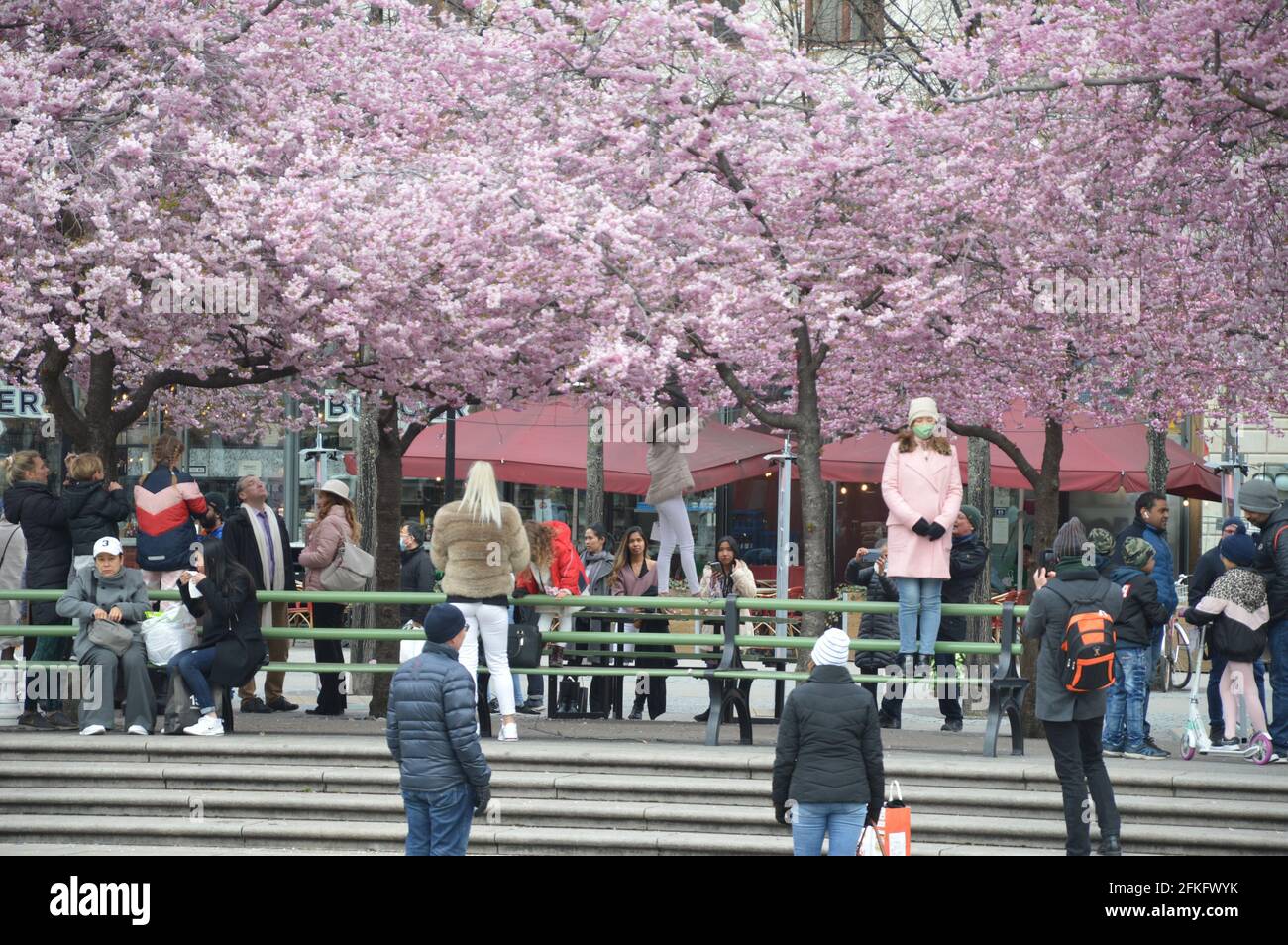 Cherry blossoms in Stockholm 2021 Stock Photo - Alamy
