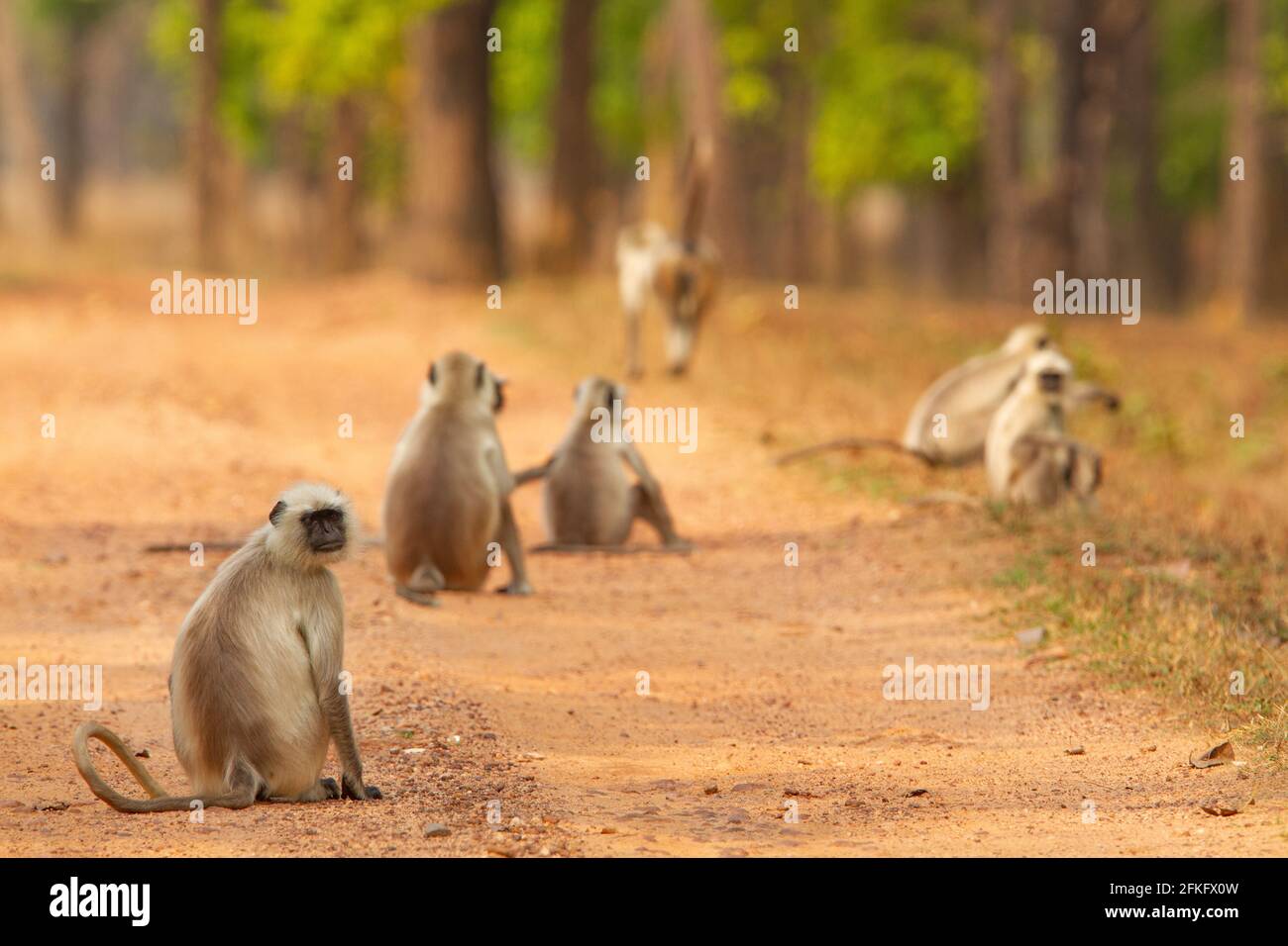 Langur Monkeys in a national park in India Stock Photo - Alamy