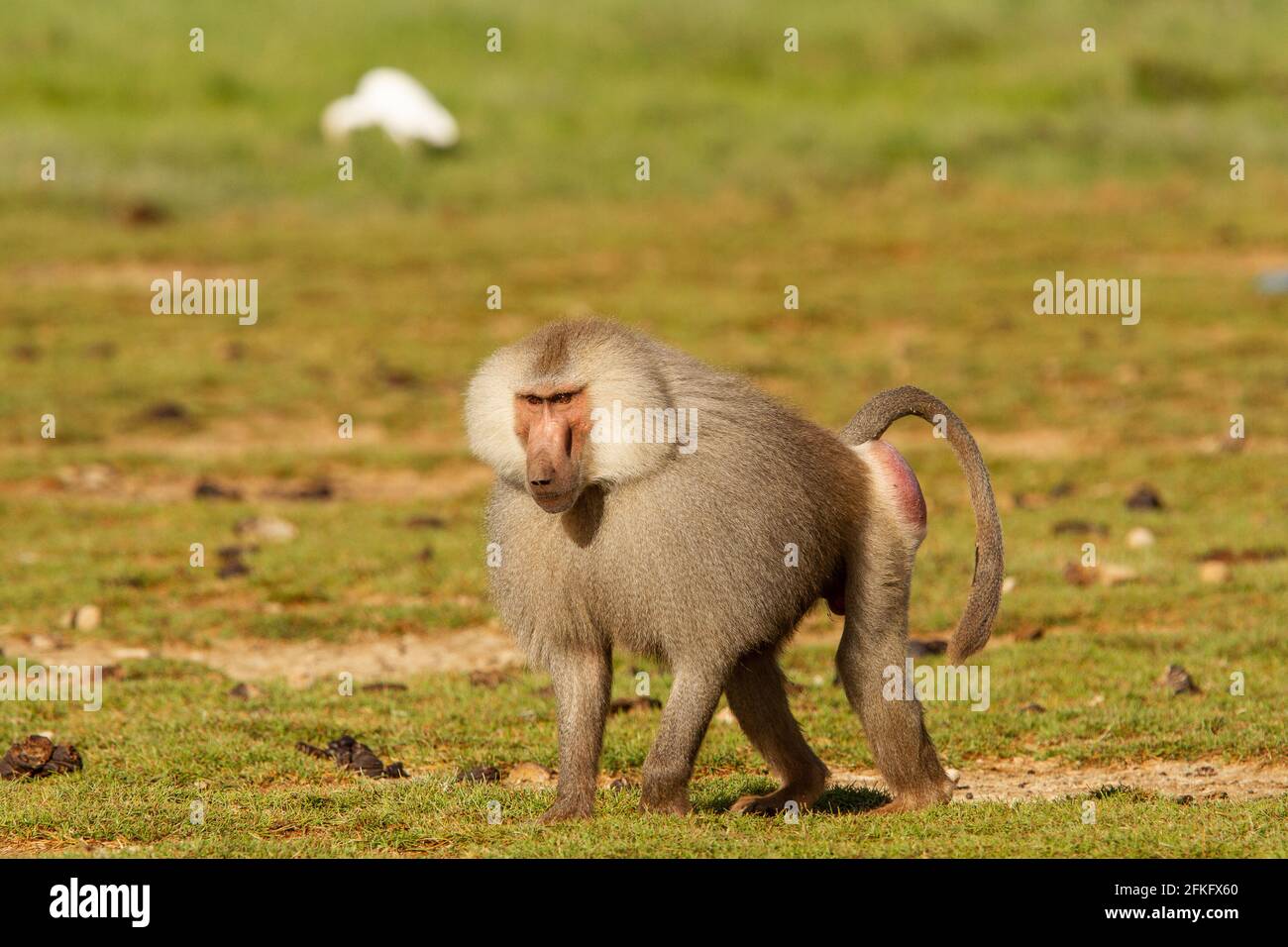 Hamadryas Baboon in Awash National Park, Ethiopia Stock Photo - Alamy