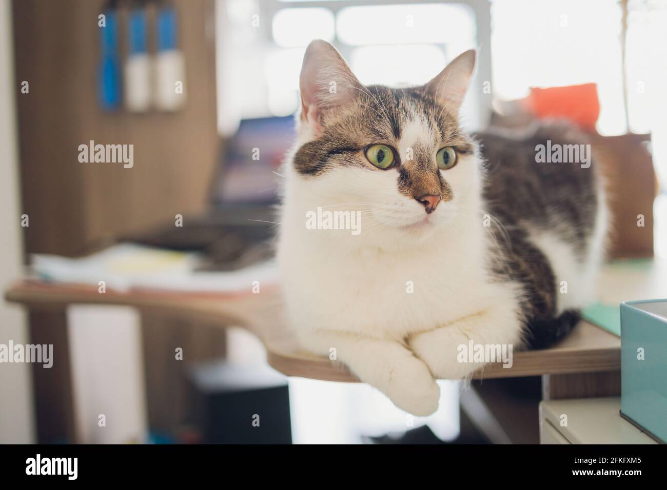 Beautiful pet cat sitting on table at home looking at camera. Relaxing ...