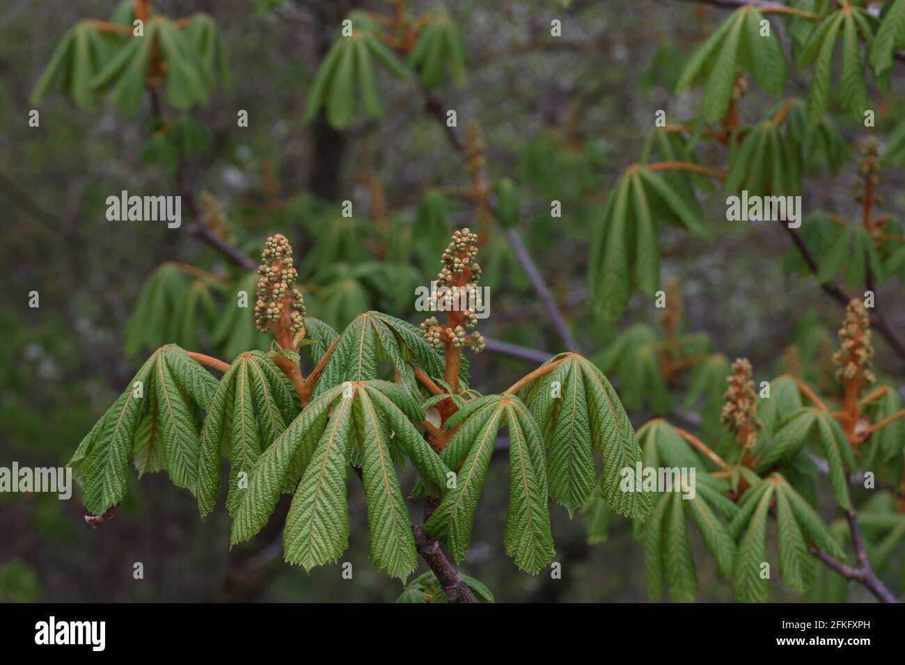 Close up of the flower buds of a chestnut tree, Aesculus hippocastanum ...