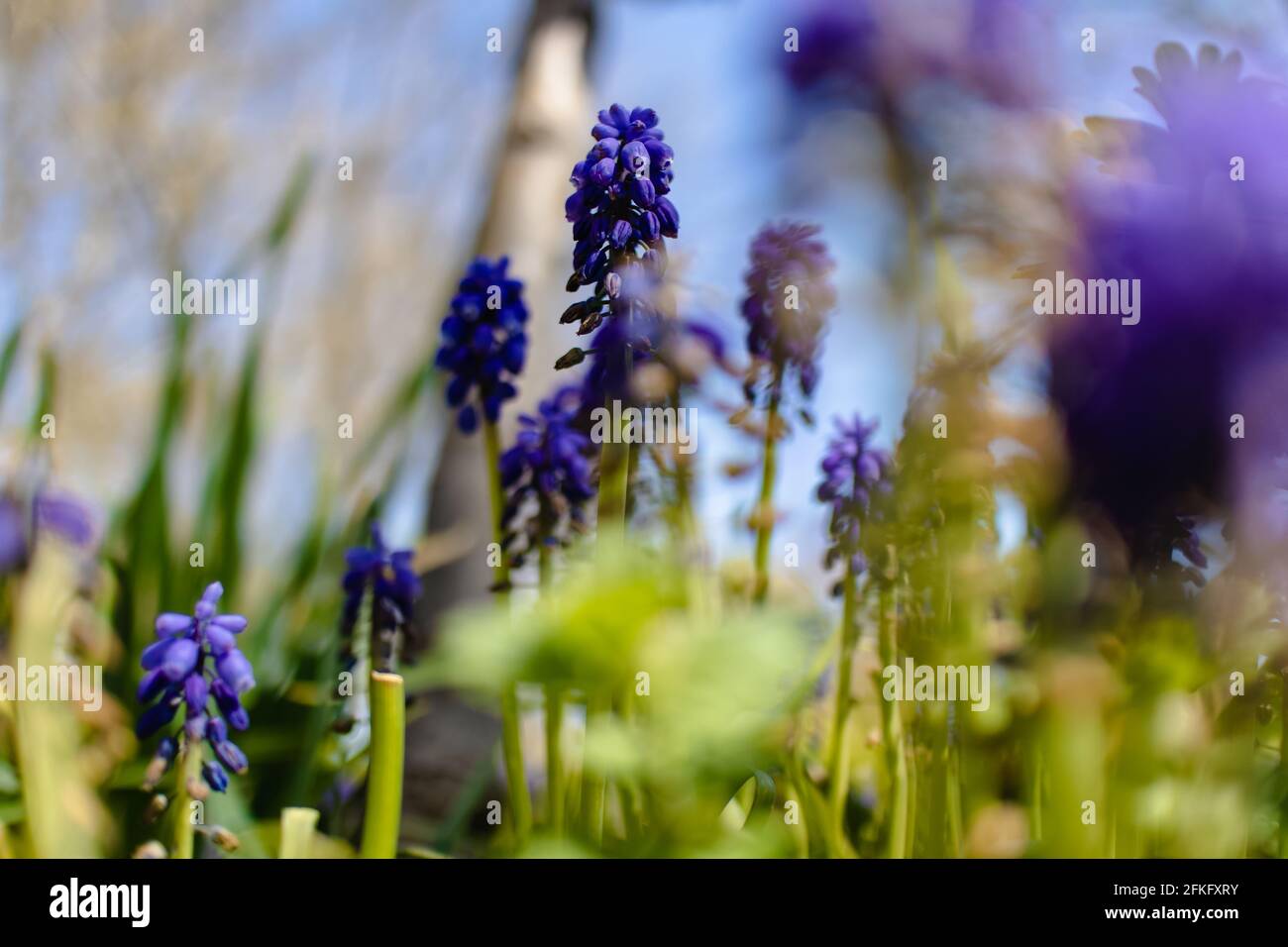 Low angle shot of blooming Grape hyacinth plants Stock Photo - Alamy