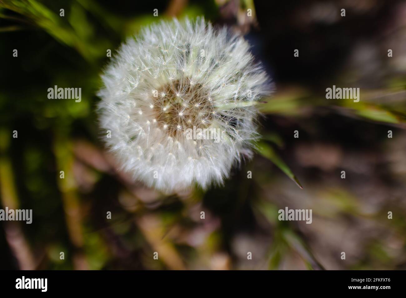 Top view of a dandelion Stock Photo - Alamy