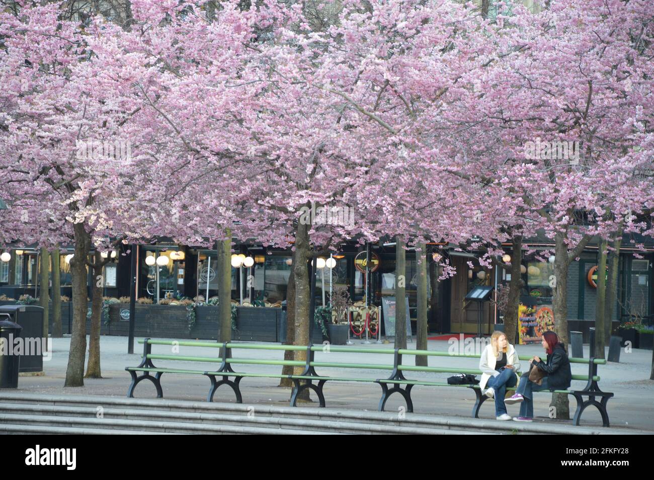 Cherry blossoms in Stockholm 2021 Stock Photo - Alamy