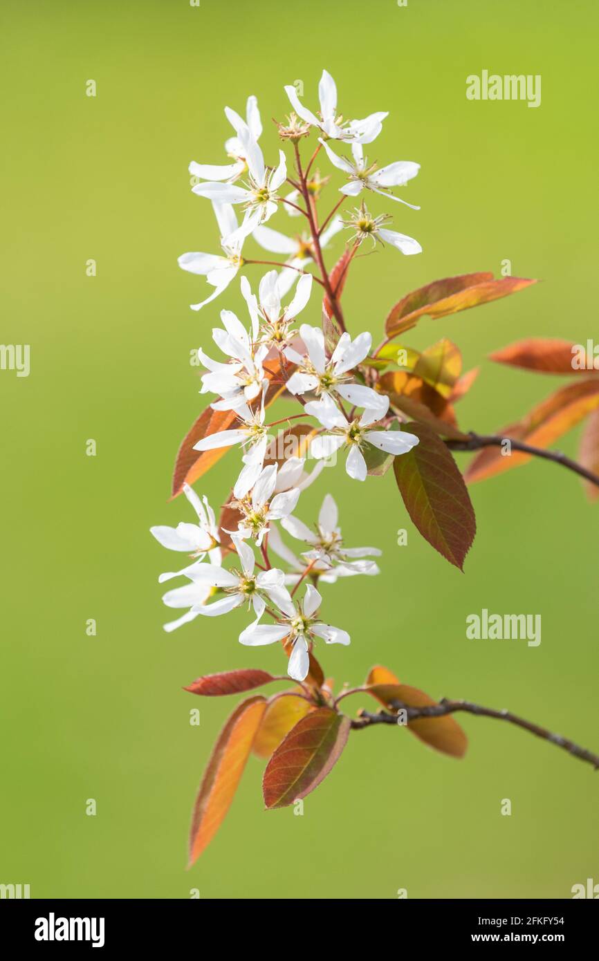 Amelanchier lamarckii hi-res stock photography and images - Alamy