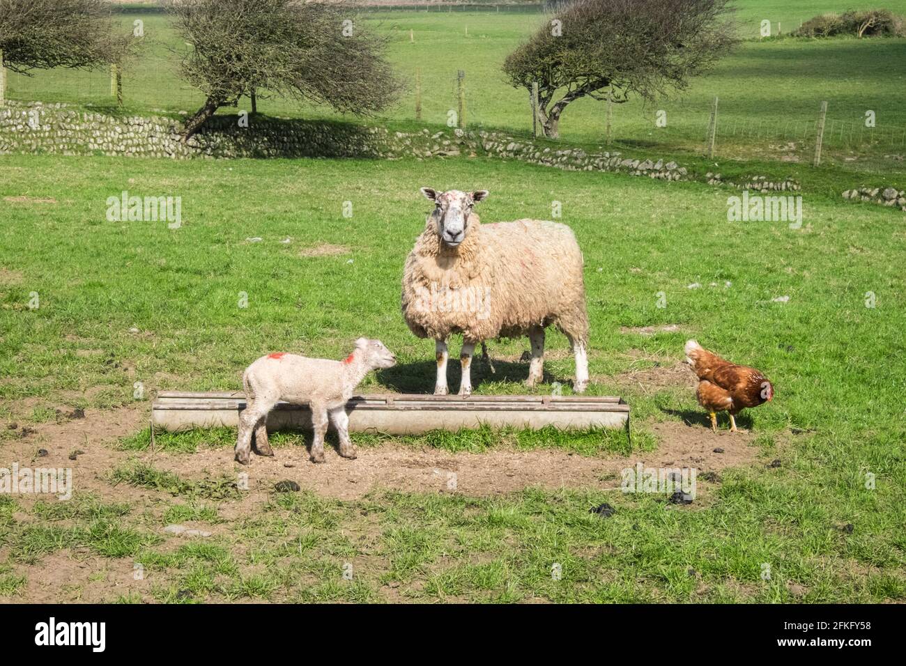 Chicken farming wales hi-res stock photography and images - Alamy