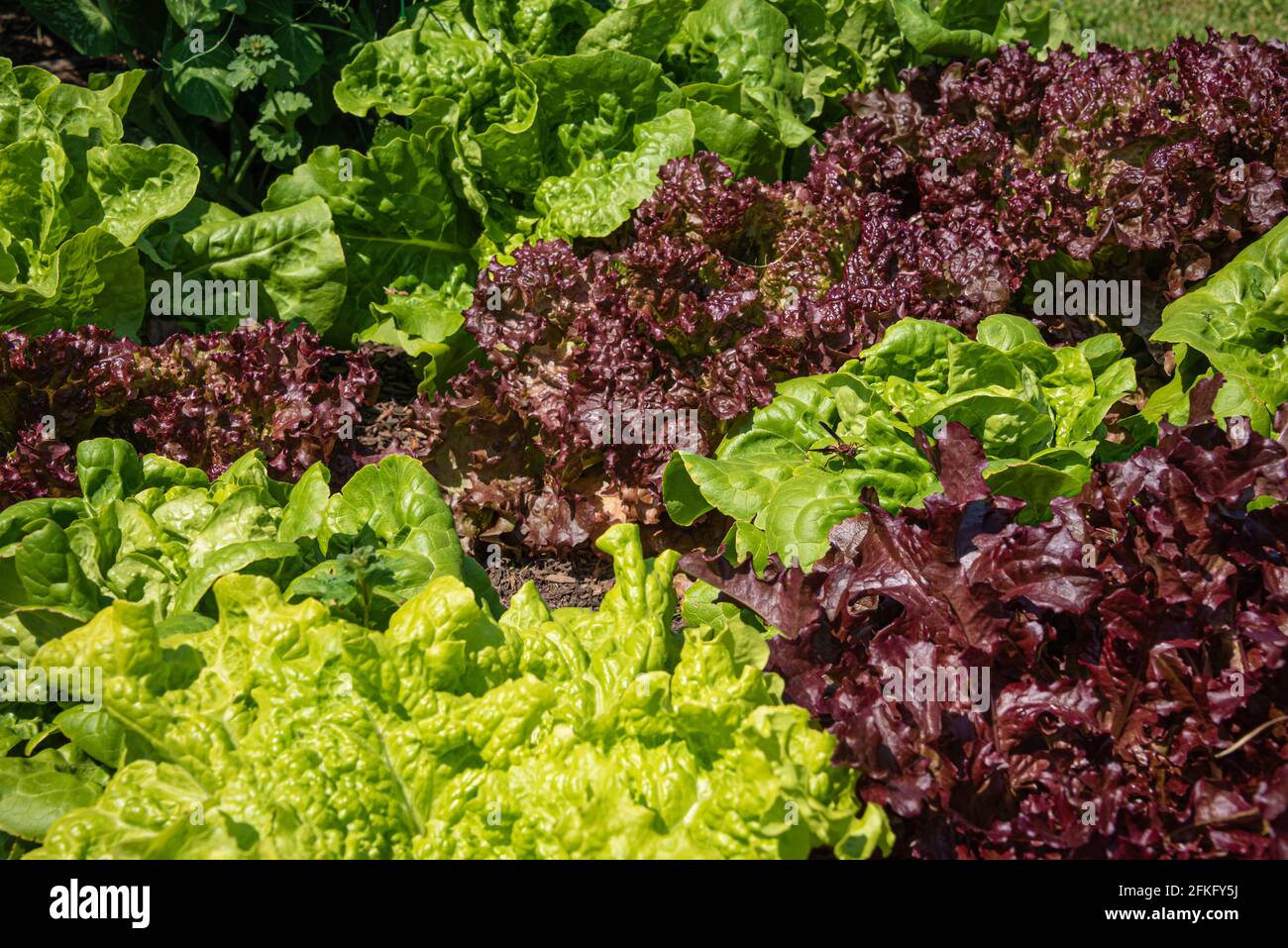 Colorful springtime variety of lettuces at the Community Garden ...