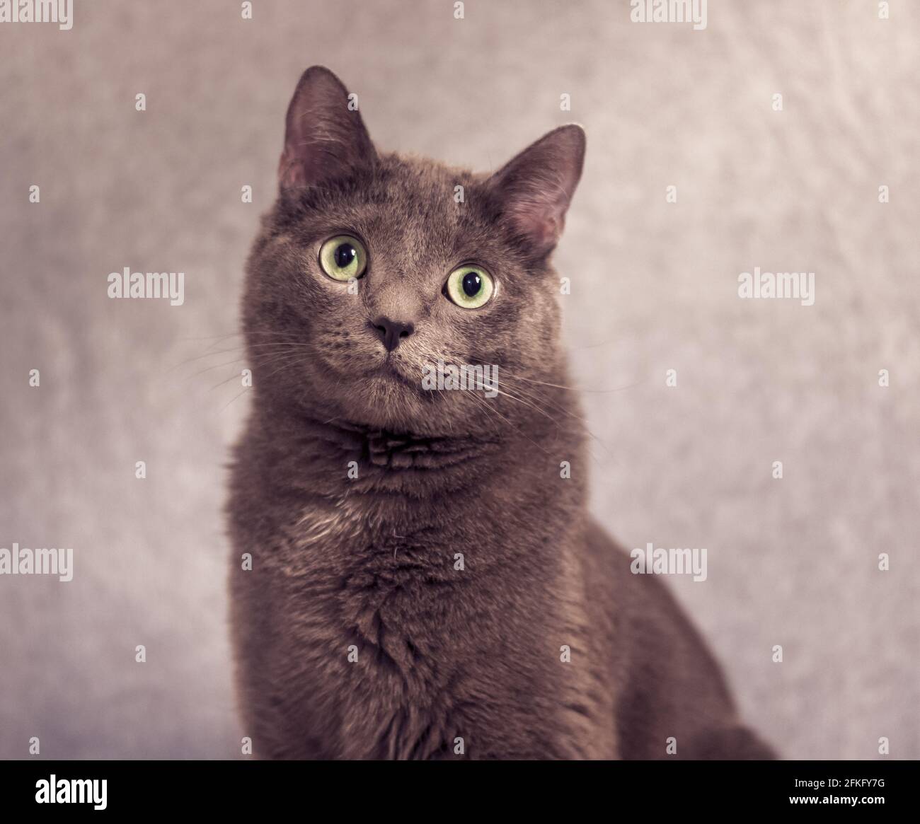 Pet portrait of a grey tabby cat Stock Photo - Alamy