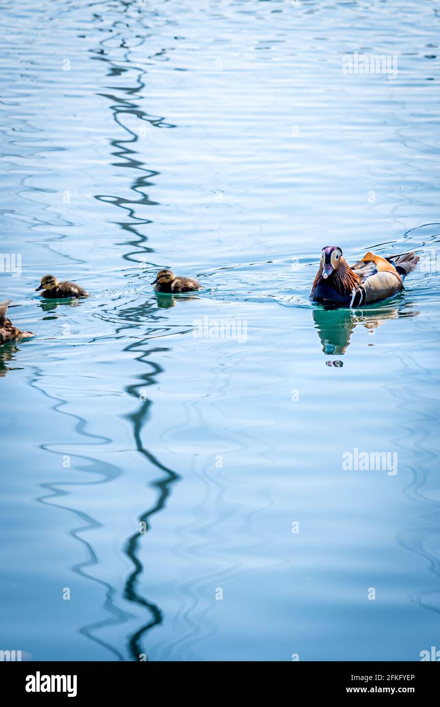 One adult male mandarin duck with ducklings swimming in water. Aix ...