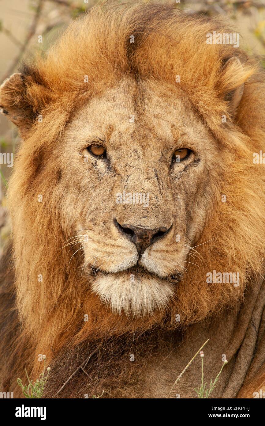 Male lion in Tanzania Stock Photo - Alamy