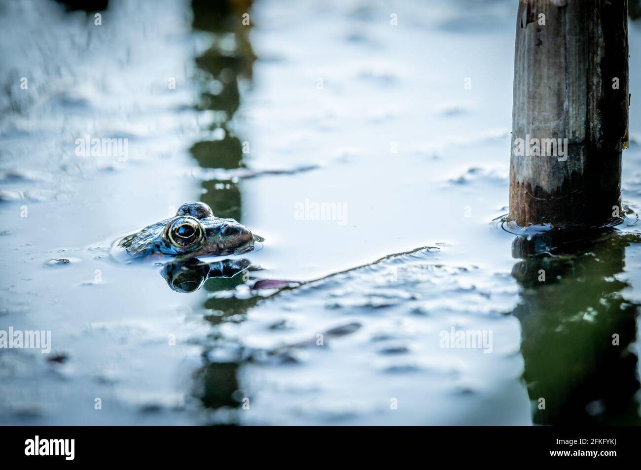 One pool frog is swimming in water. Pelophylax lessonae in the ...