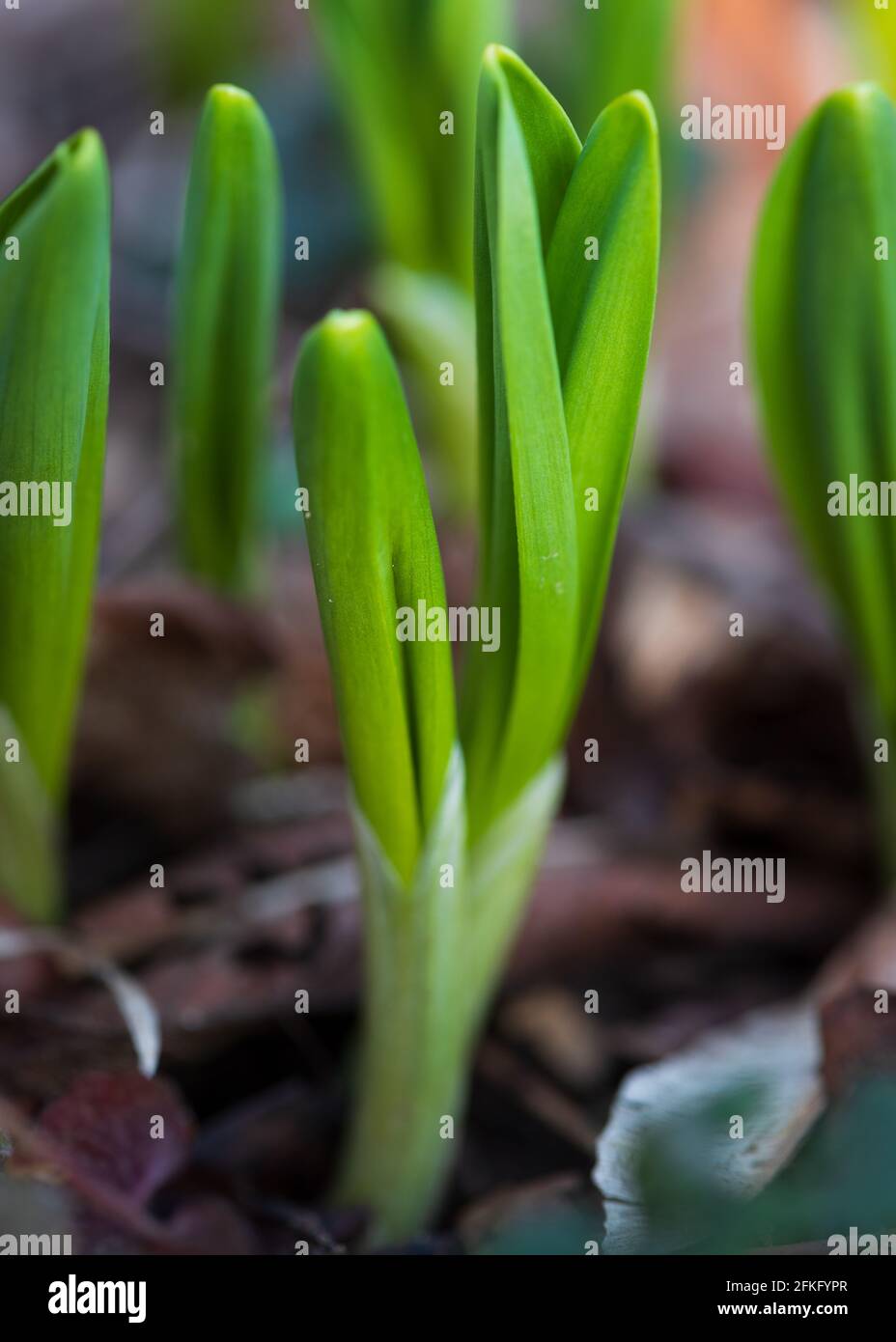 Wildflower sprouts along the Potomac River in Virginia, United States ...