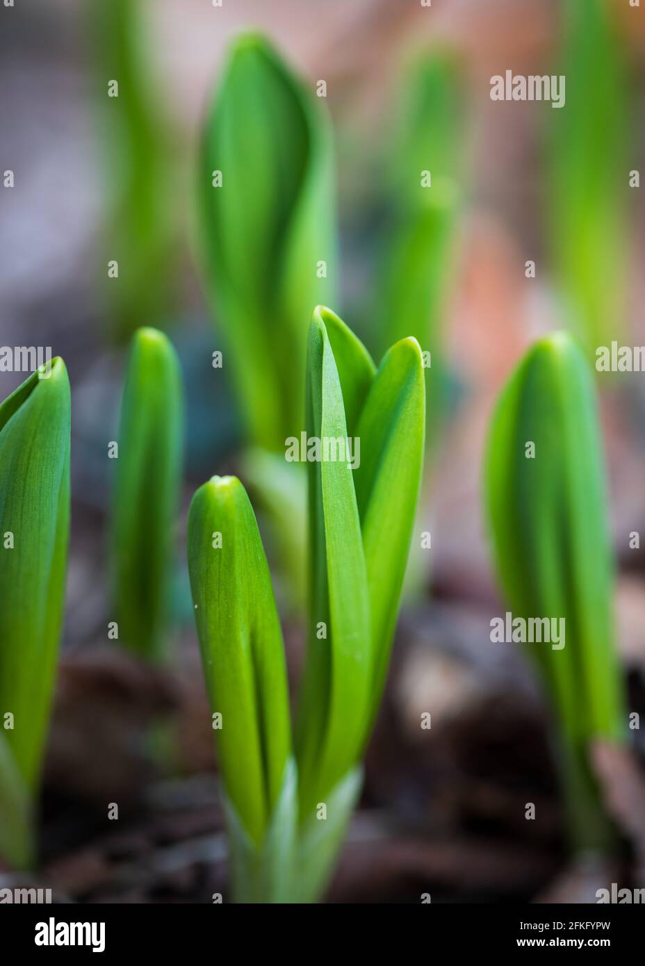 Wildflower sprouts along the Potomac River in Virginia, United States ...