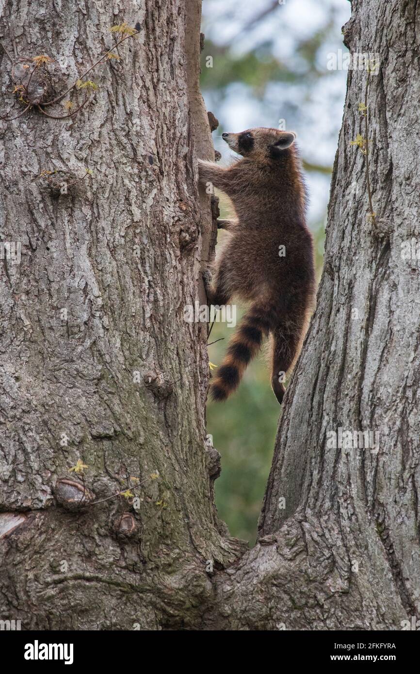 Baby climbing backyard hi-res stock photography and images - Alamy