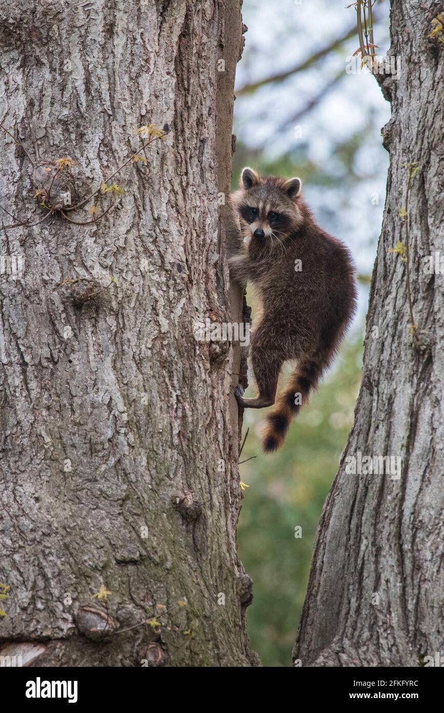 Baby raccoon climbing tree Stock Photo - Alamy