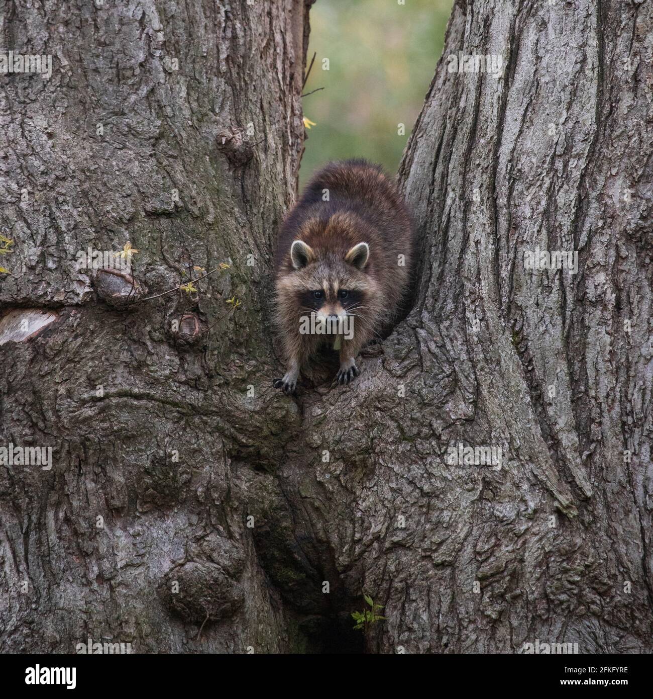 Baby raccoon climbing tree Stock Photo - Alamy