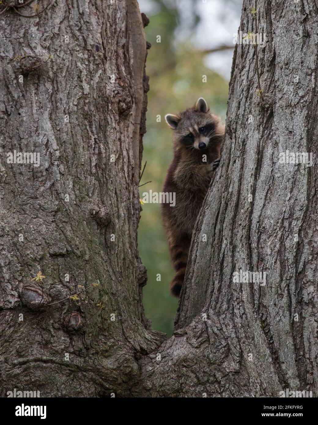 Baby raccoon climbing tree Stock Photo - Alamy