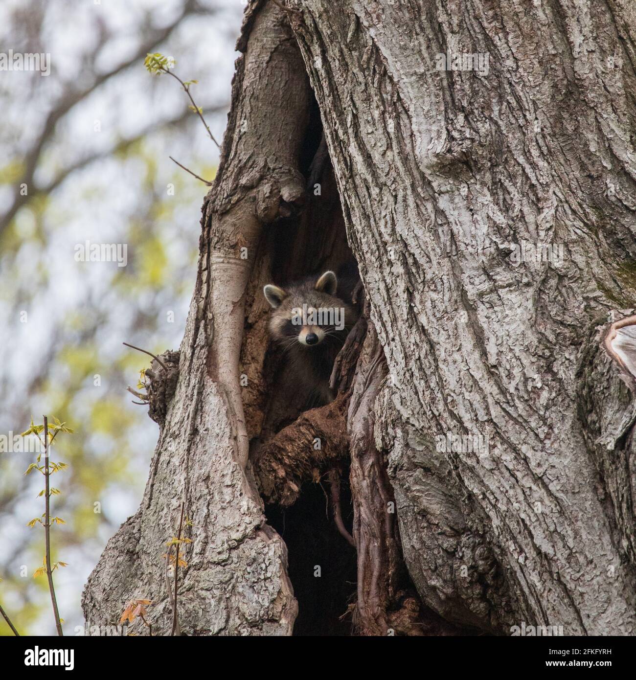 Baby climbing backyard hi-res stock photography and images - Alamy